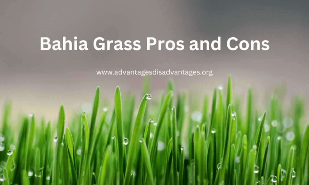 Bahia Grass Pros And Cons Well Explained Pros Cons